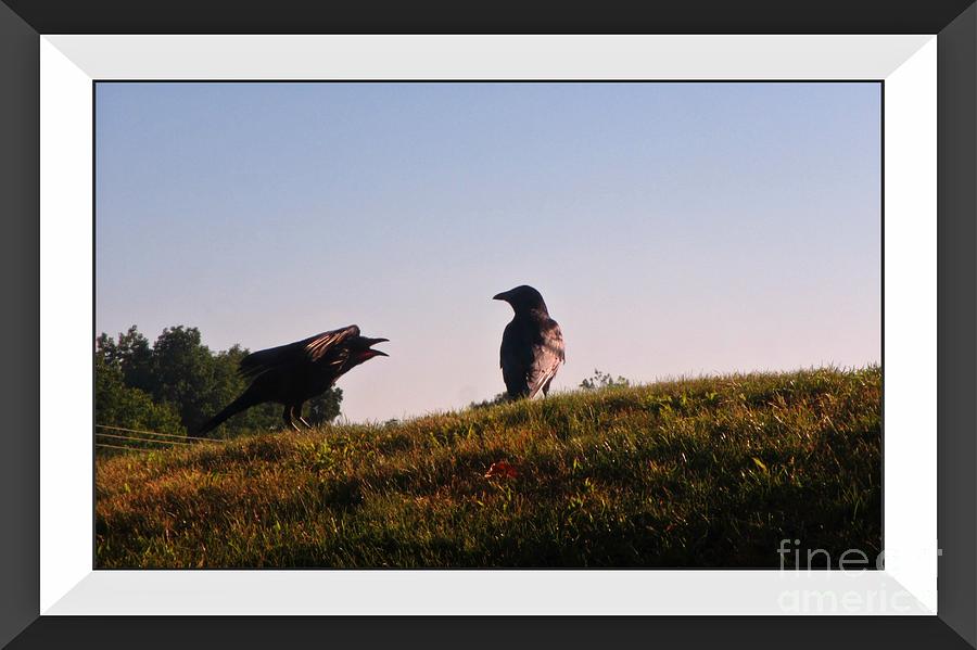 Two Old Crows Photograph by John Malone - Fine Art America