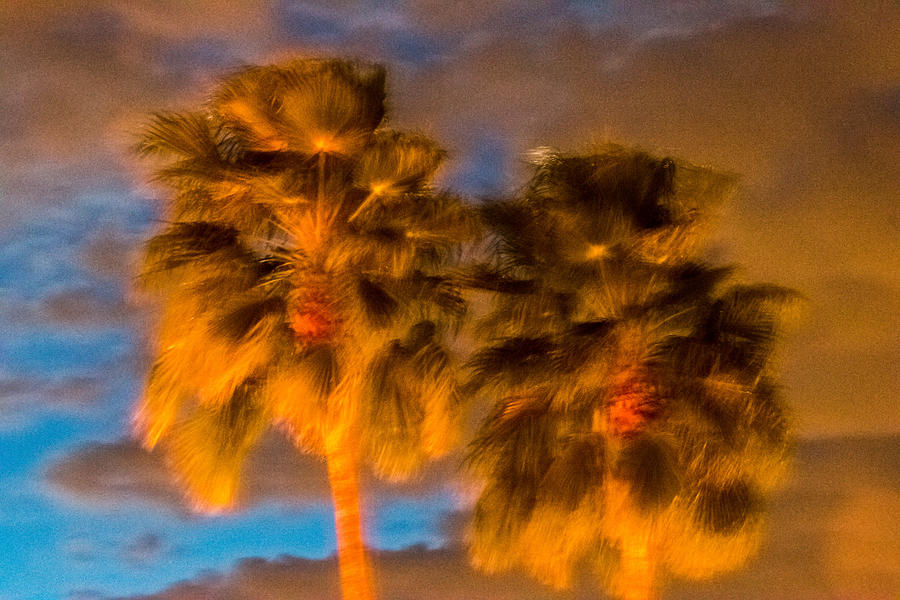 Two Palms Photograph by Ronald Hunt - Fine Art America