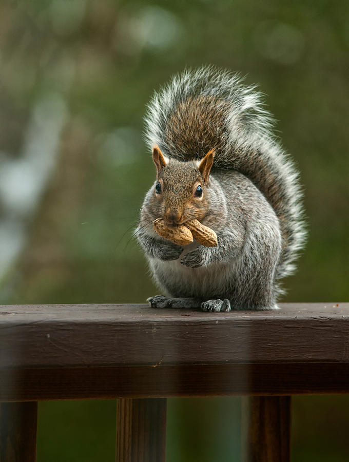 Two Peanut squirrel Photograph by Lyn Scott - Fine Art America