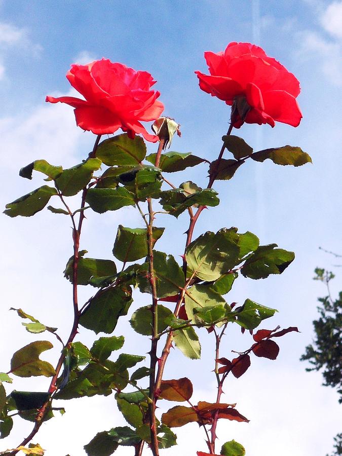 Two roses looking at the sky Photograph by Donatella Muggianu - Fine ...