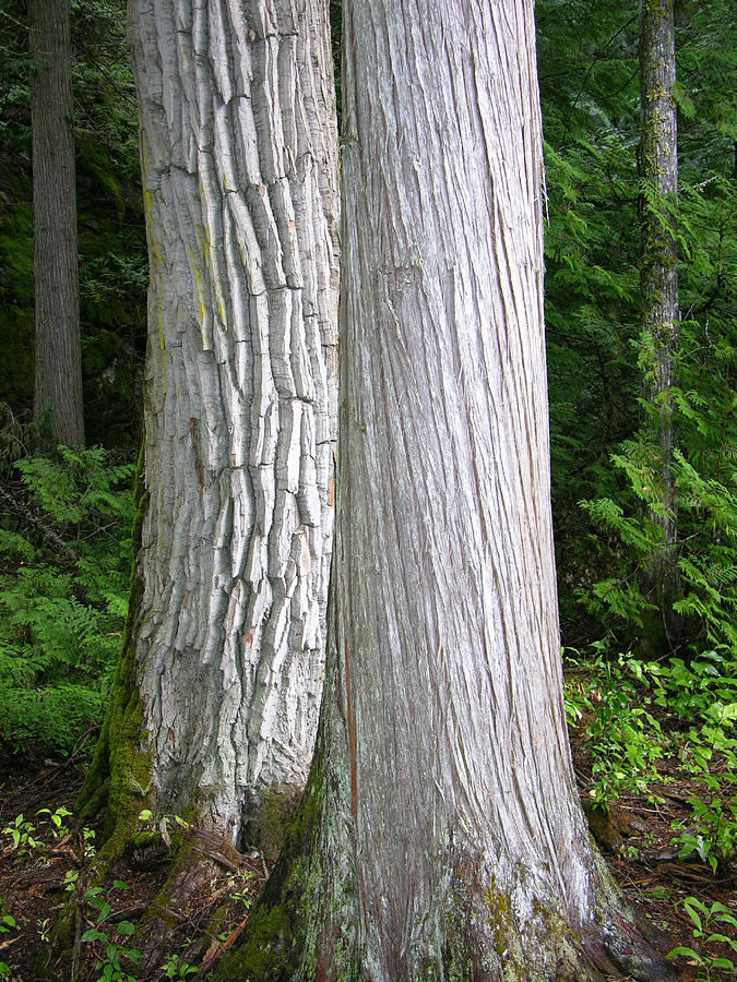 Two Trees Photograph by Karen Lambert | Fine Art America