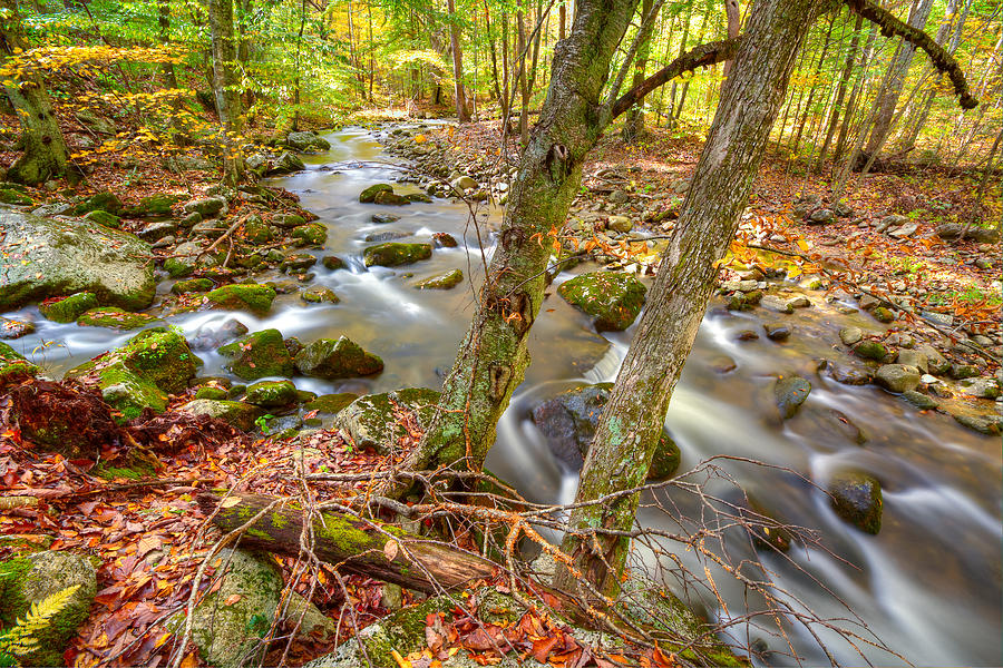Two trees Photograph by Thomas Szajner - Fine Art America