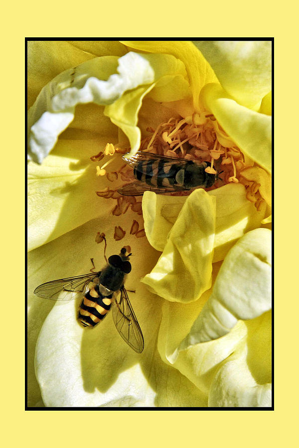 Two visitors Photograph by Philip Butler - Fine Art America