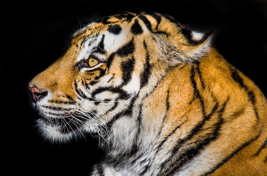 Tyger Tyger Photograph by Greg Nyquist | Fine Art America