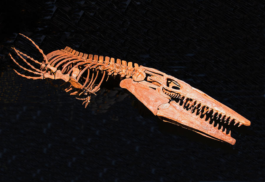 Tylosaurus Proriger Photograph by Millard H. Sharp - Fine Art America