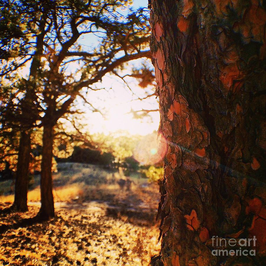 Typical Fall Photograph by Dan Driscoll - Fine Art America