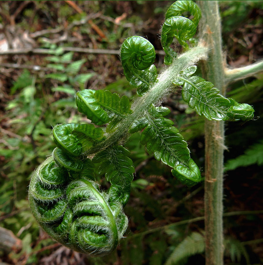 Uncurling Photograph by Pamela Walton - Pixels