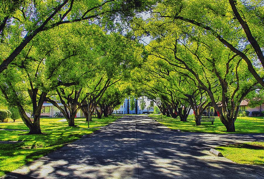 Under The Canopy Photograph by Wayne Wood - Fine Art America