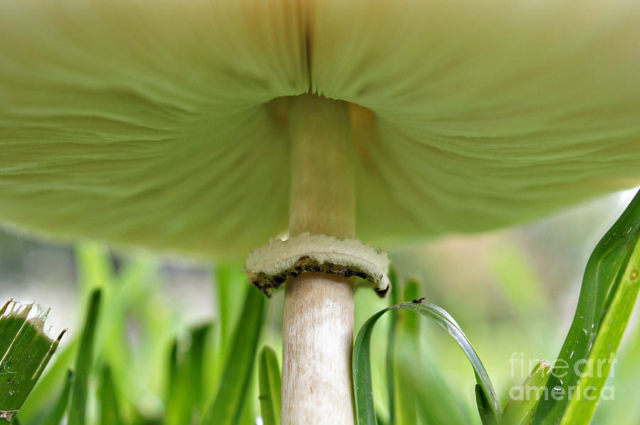 Under the toadstool. Photograph by D Neagle - Fine Art America