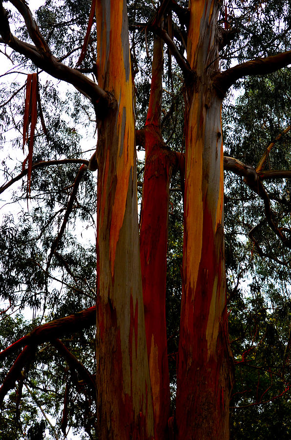 Unique Trees Photograph by Debra Casey - Fine Art America