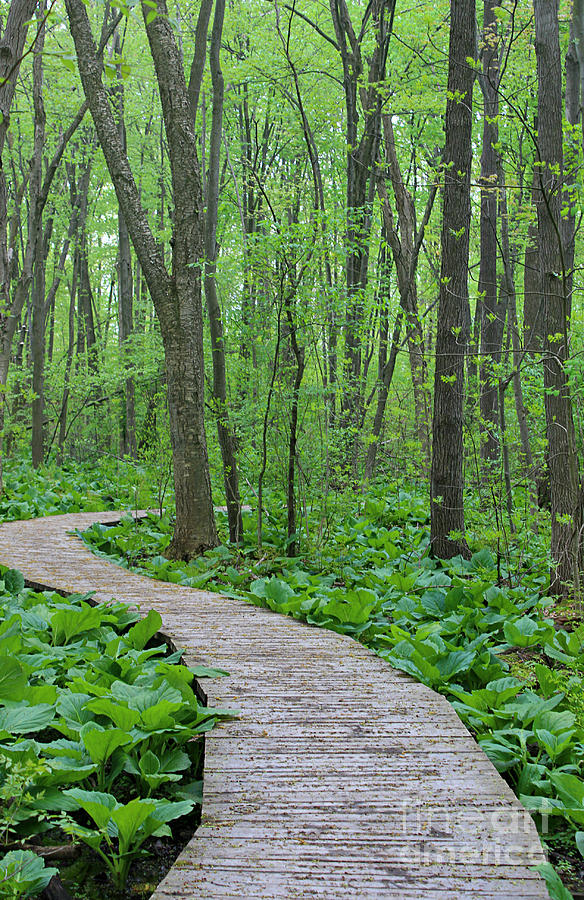 Unknown Path Photograph by Kellie Barry - Fine Art America
