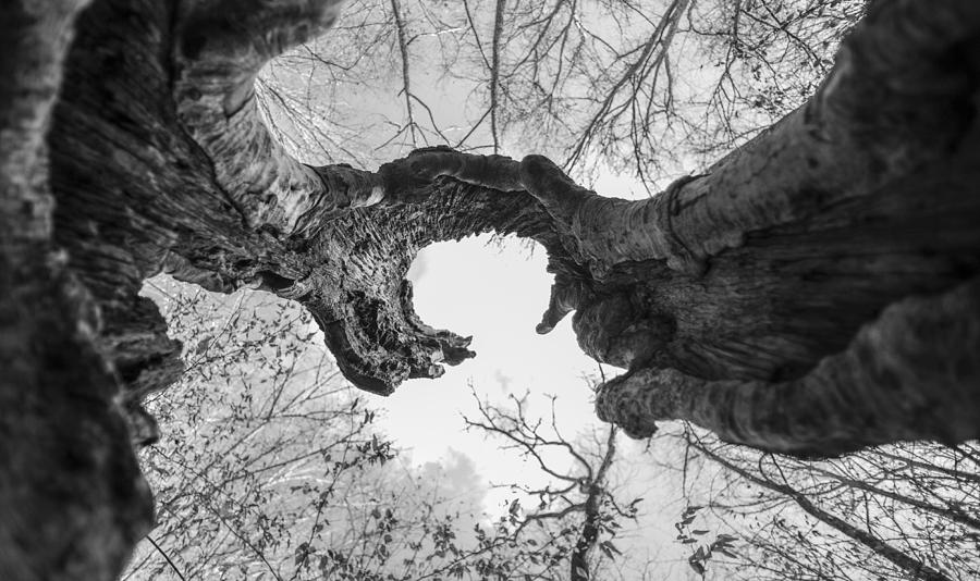 Up stump Photograph by Patrick Weldon - Fine Art America