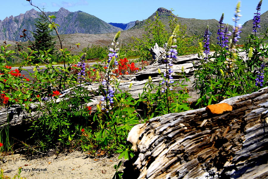 Upper Elevations Photograph by Terry Matysak - Fine Art America