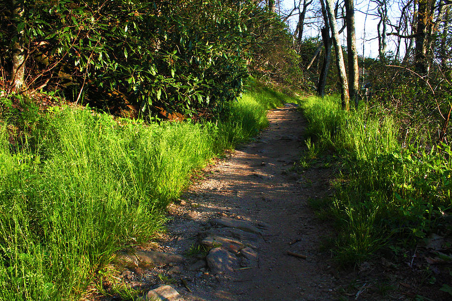 Upward Path Photograph by Jeremy Ashburn | Fine Art America