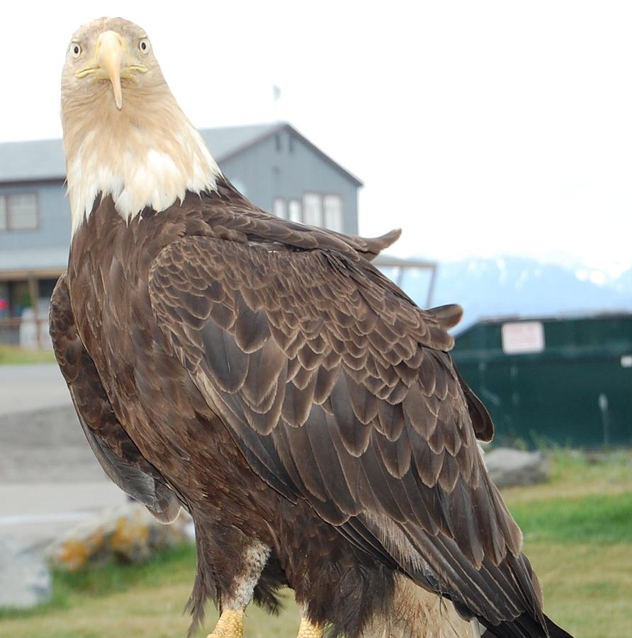 Urban Eagle Photograph by Andy Ely | Fine Art America