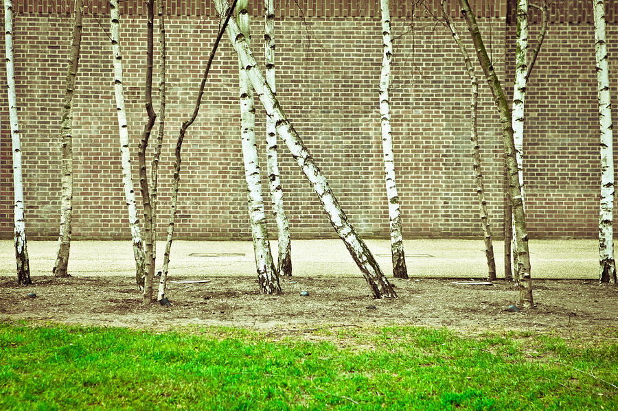 Urban Woodland Photograph By Tom Gowanlock Fine Art America