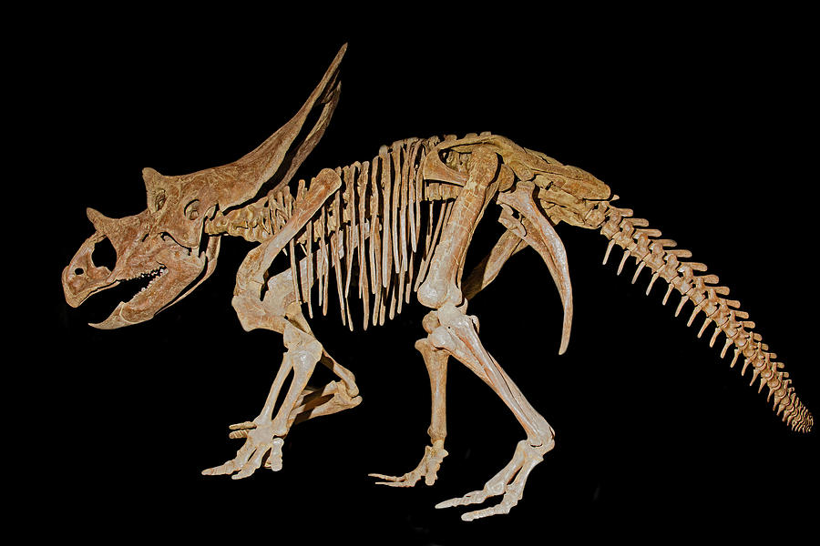 Utahceratops Photograph by Millard H. Sharp - Fine Art America