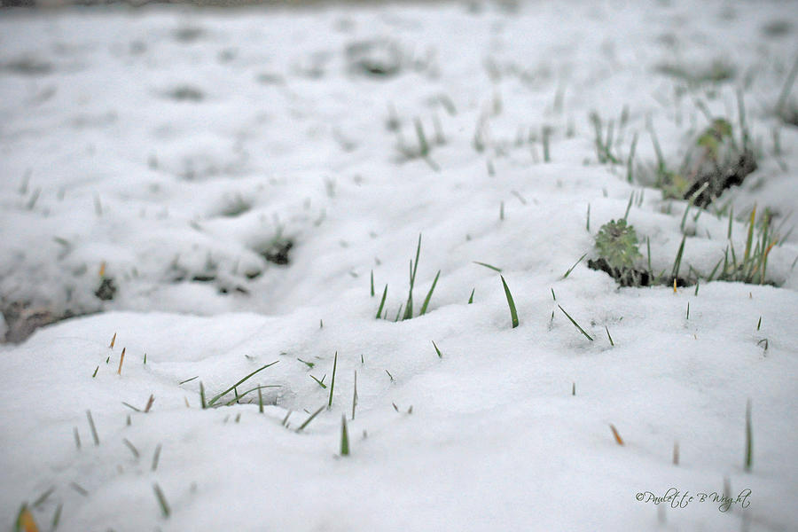 Valiantly Pushing Through Photograph by Paulette B Wright - Pixels
