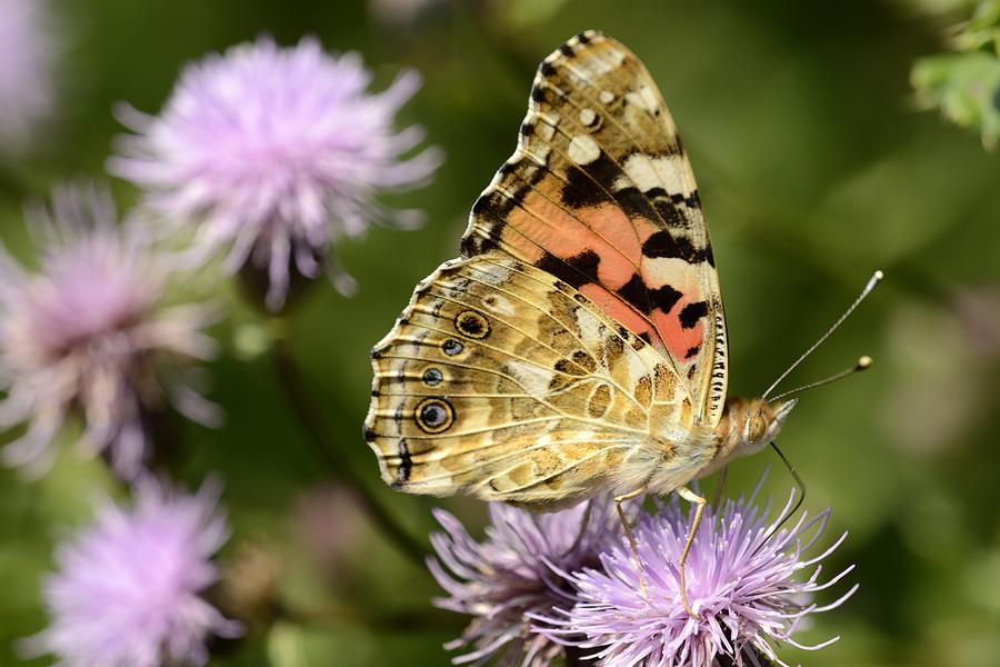 Vanessa Cardui Photograph by Patrick Kessler - Fine Art America