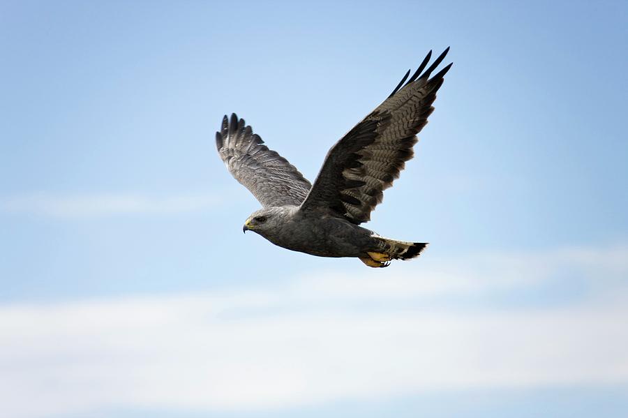 Variable Hawk by Science Photo Library