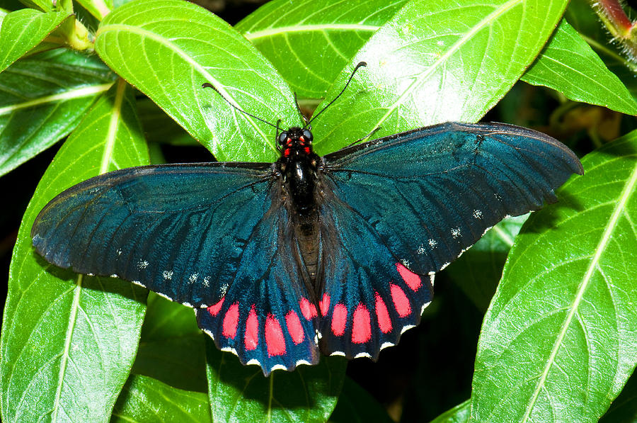 Variable Swallowtail Butterfly Photograph by Millard H. Sharp - Pixels