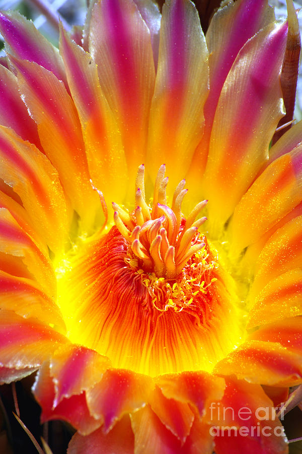 Variegated Barrel Cactus Flower Photograph by Douglas Taylor - Fine Art ...
