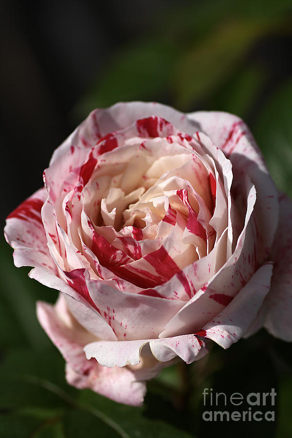 Variegated Rose Dream Photograph by Joy Watson - Fine Art America