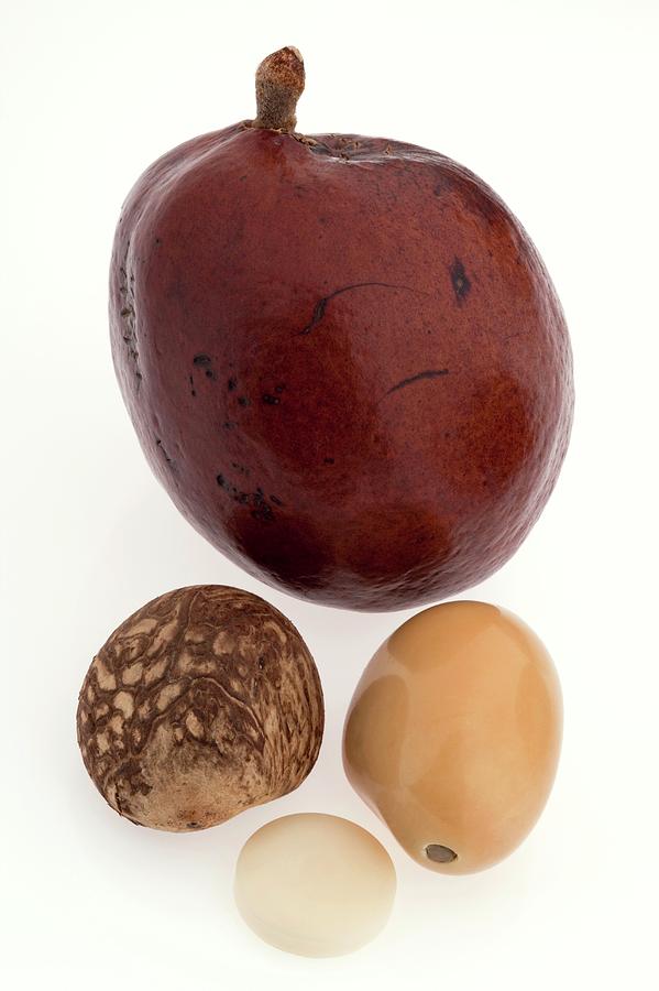 Vegetable Ivory Photograph by Pascal Goetgheluck/science Photo Library ...