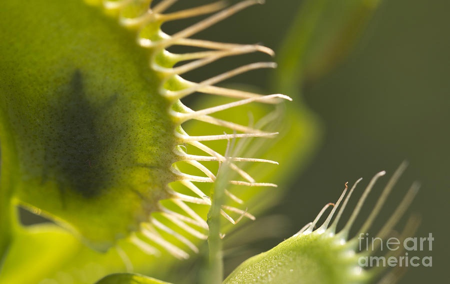 Venus Flytrap Macro With Trapped Fly Photograph by Brandon Alms - Pixels