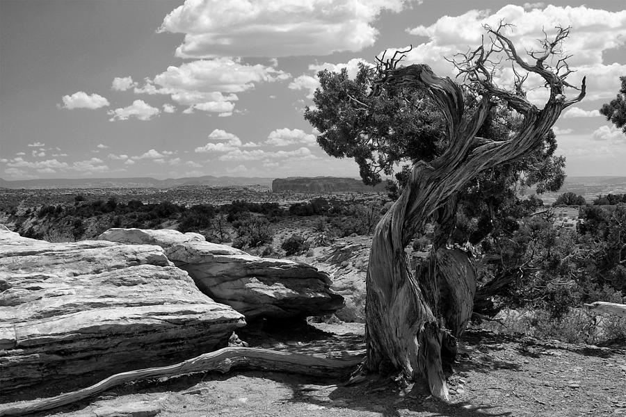 Ver old tree overlooking th canyons Photograph by Howard Ehrlich | Fine ...