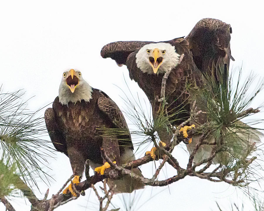 Very Vocal Photograph by Patsy Kline Hall - Fine Art America