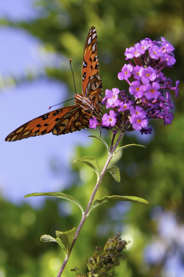 Vibrant Butterfly Photograph by Will Akers - Pixels