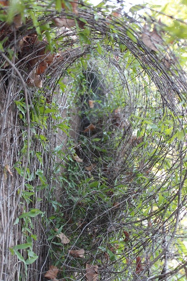 Vine Vortex Photograph by Nicholas Miller - Pixels