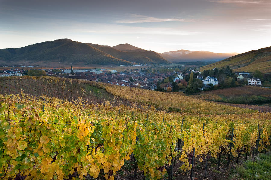 Vineyard in Alsace Photograph by Eric Bauer - Fine Art America