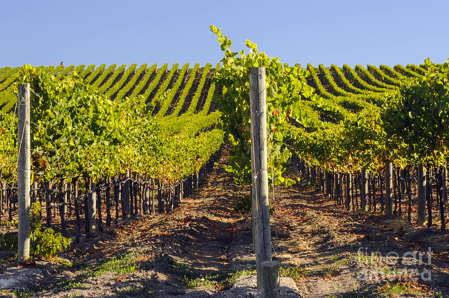 Vineyard Rows Photograph by Bob Phillips - Fine Art America