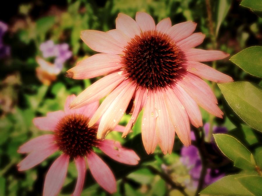 Vintage Daisy Photograph by Michele Nelson | Pixels