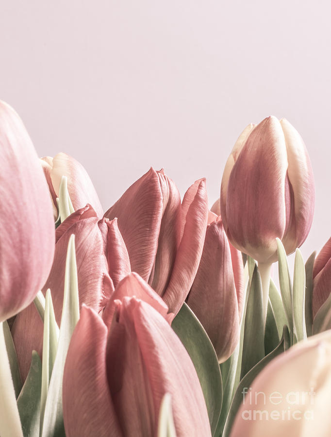 Vintage Tulips Photograph by Ingela Christina Rahm - Fine Art America