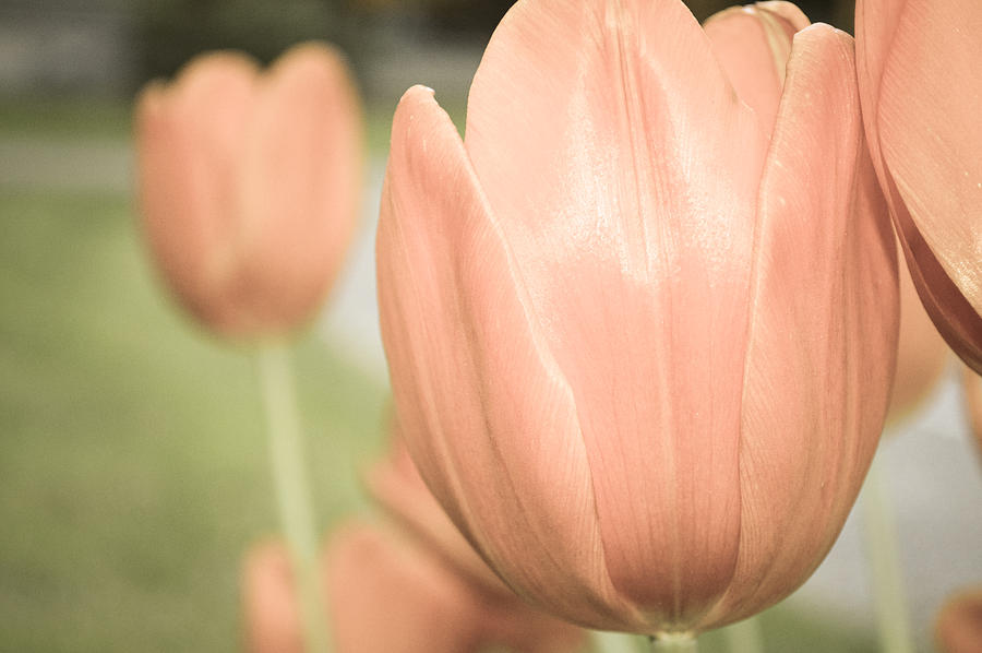Vintage Tulips Photograph by Peter Epler - Pixels