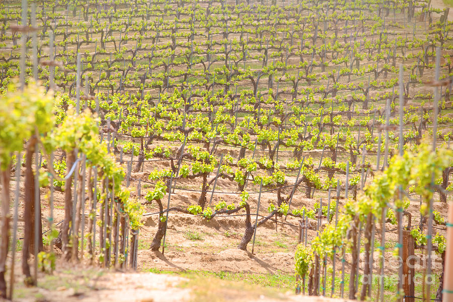Vinyard Pattern Photograph by Jan Tyler - Fine Art America