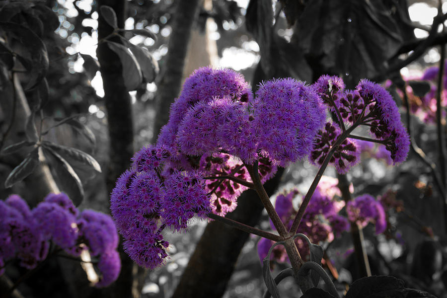 Violet Beauty Digital Art by Pavan Kumar - Fine Art America
