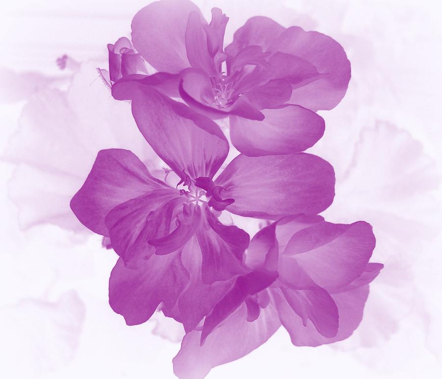 Violet Geranium Photograph by Ioanna Papanikolaou - Fine Art America