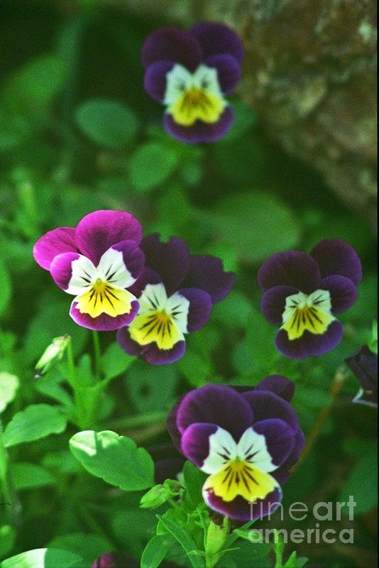 Violets 2 Photograph by Mark Guilfoyle - Fine Art America
