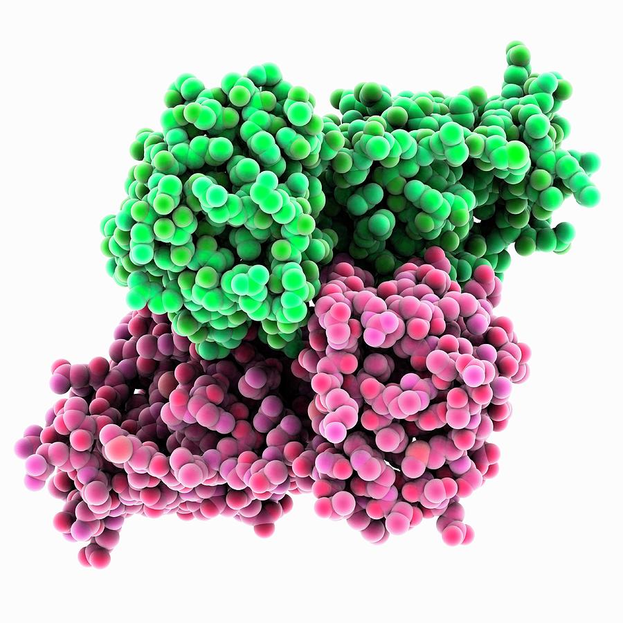 Viral Main Proteinase Molecule Photograph by Laguna Design - Fine Art ...