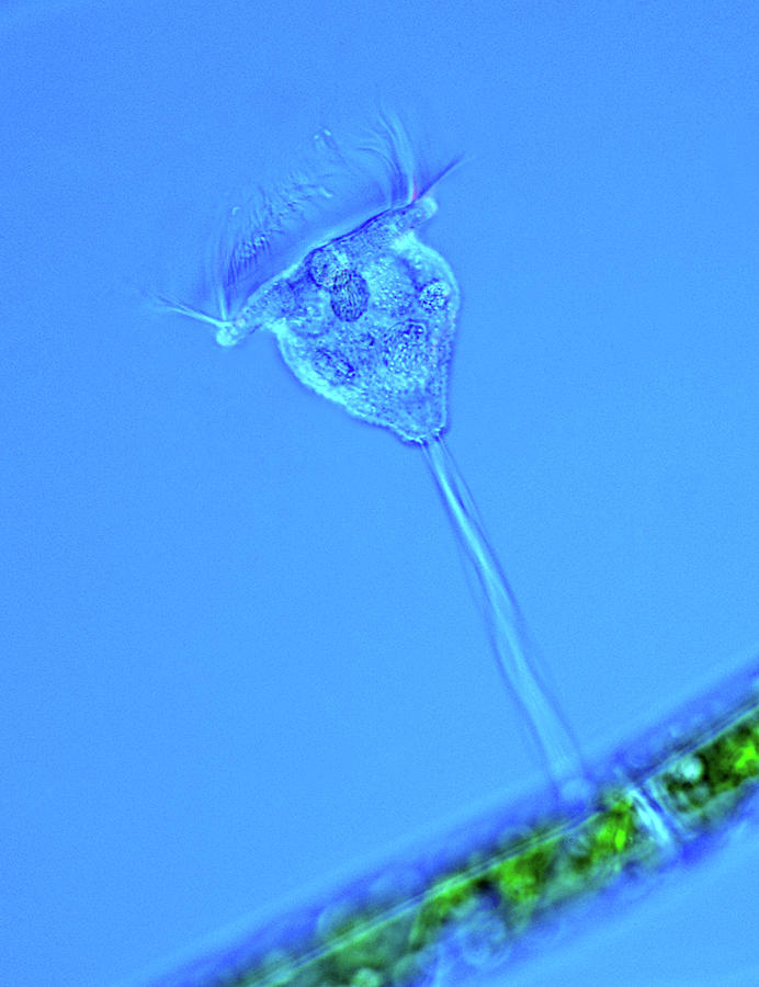 Vorticella Protozoan Photograph by Marek Mis - Pixels Vorticella Protozoan Photograph by Marek Mis - Pixels