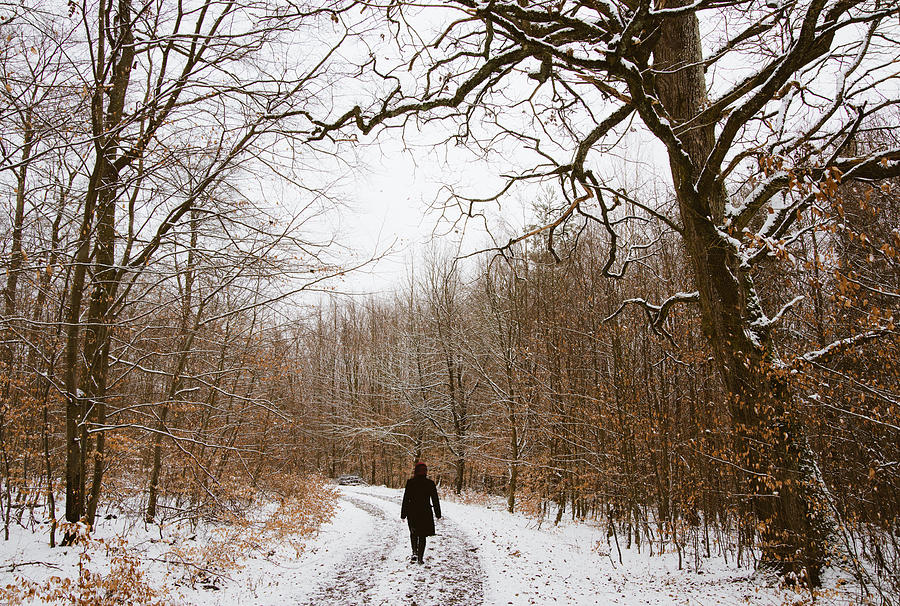 Walking in the winterly woodland Photograph by Matthias Hauser - Fine ...