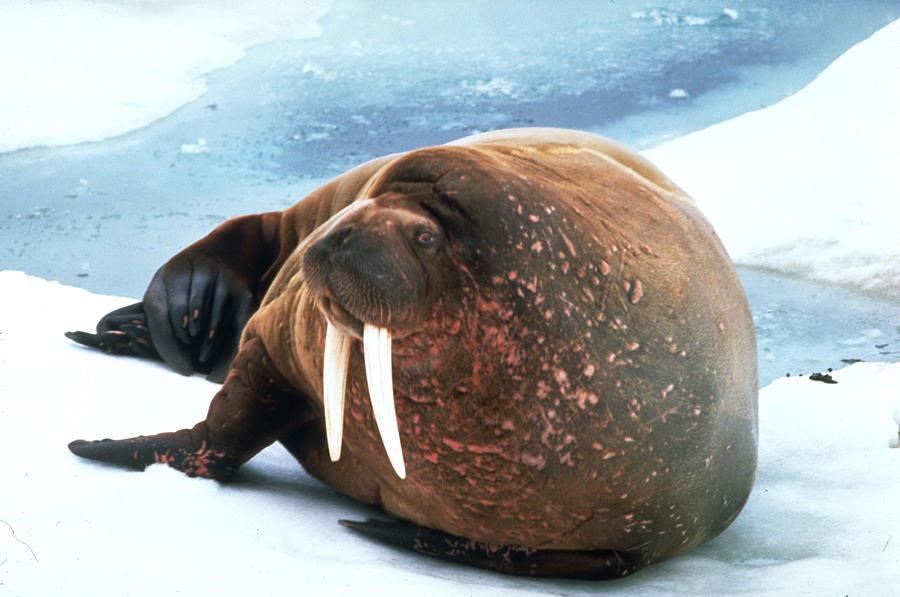 Walrus Photograph by Carleton Ray - Fine Art America