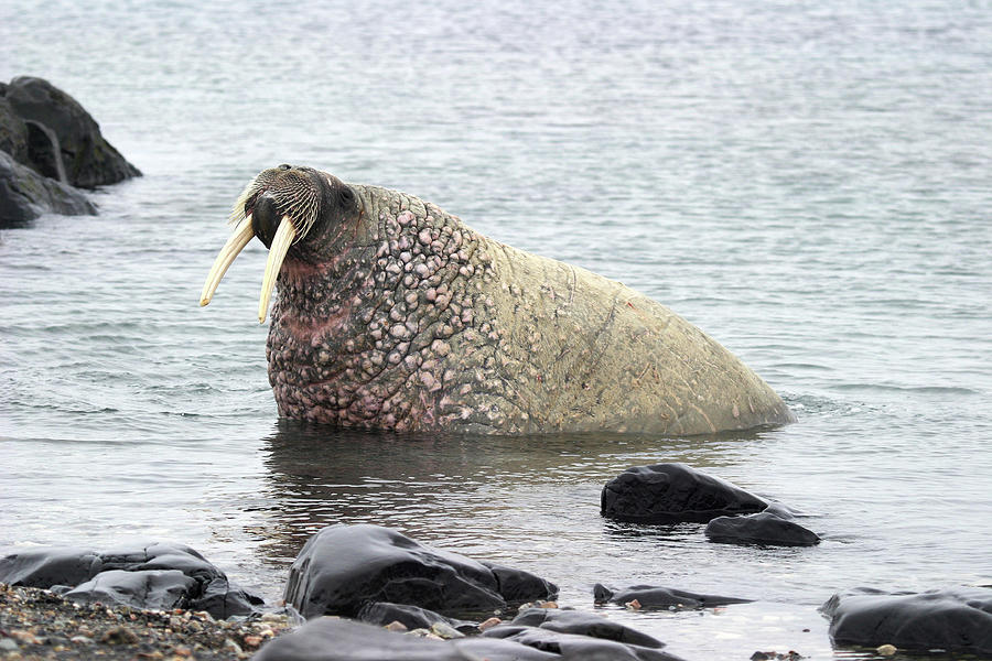 Walrus by John Devries / Science Photo Library