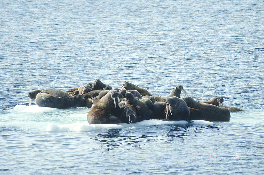 Walruses Photograph by Carleton Ray - Fine Art America