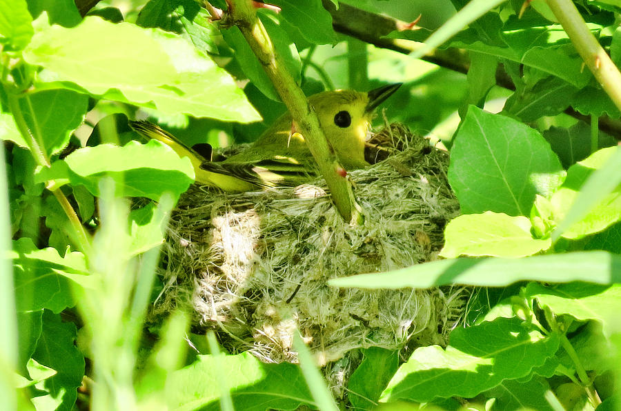 Warbler Nesting Photograph by Art Dingo | Pixels