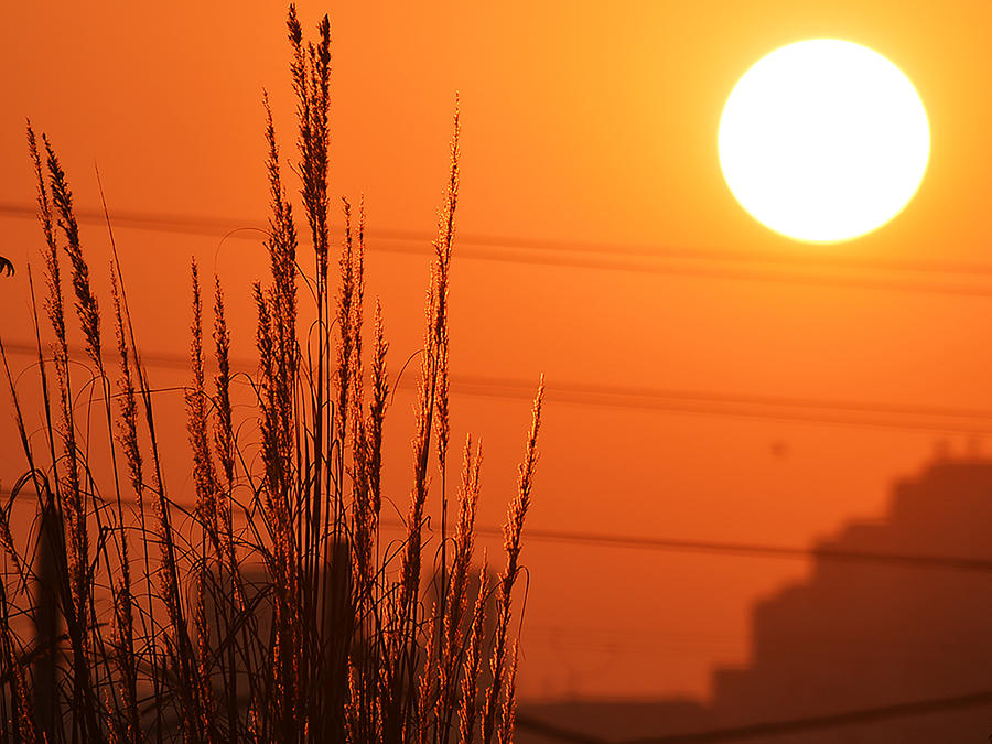 Warm sun 1 Photograph by V Naveen Kumar | Fine Art America